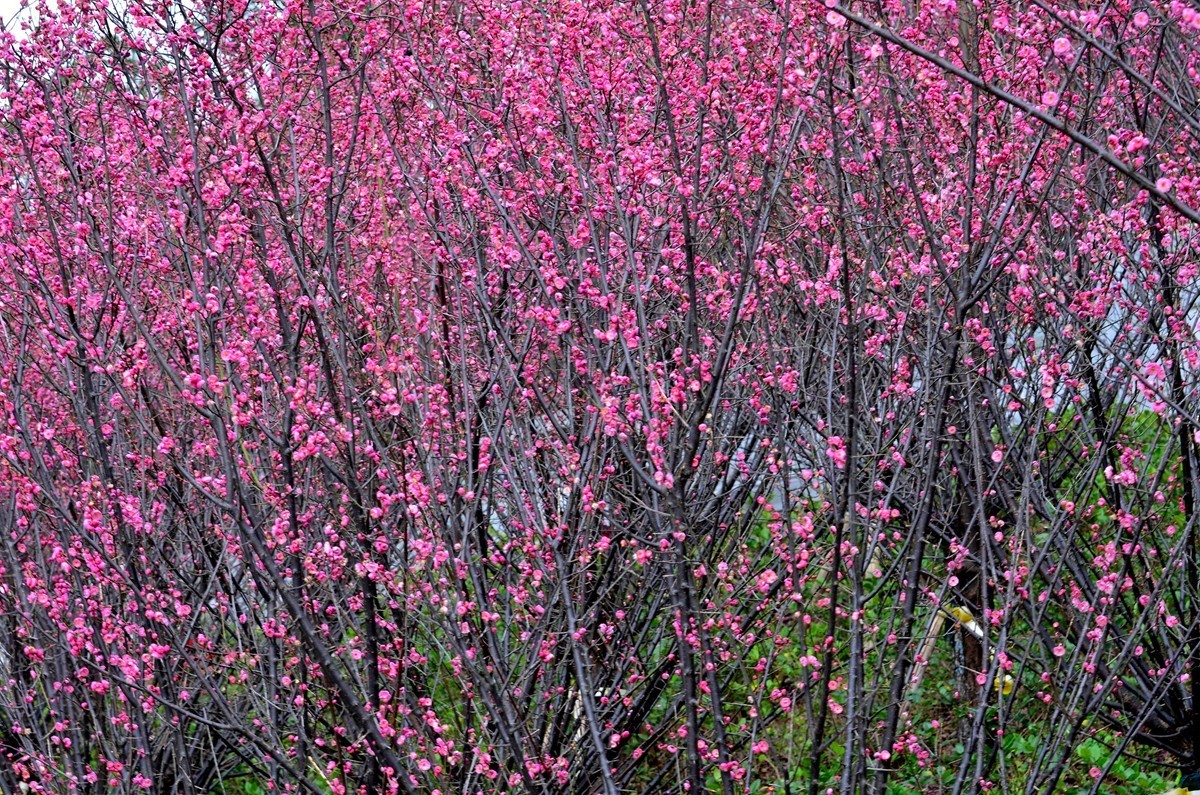 【高清图】鹅公岩下红梅开(四)-中关村在线摄影论坛