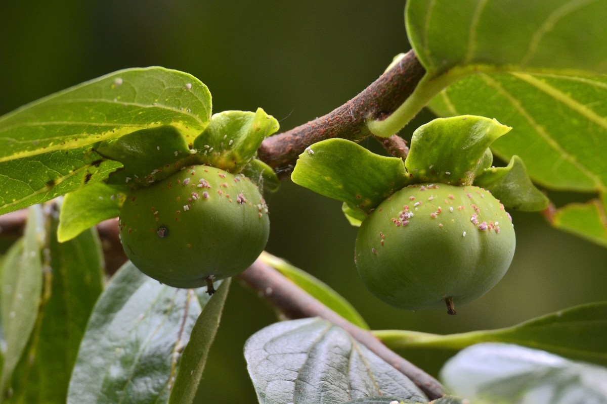 【高清图】柿子上的虫子-中关村在线摄影论坛