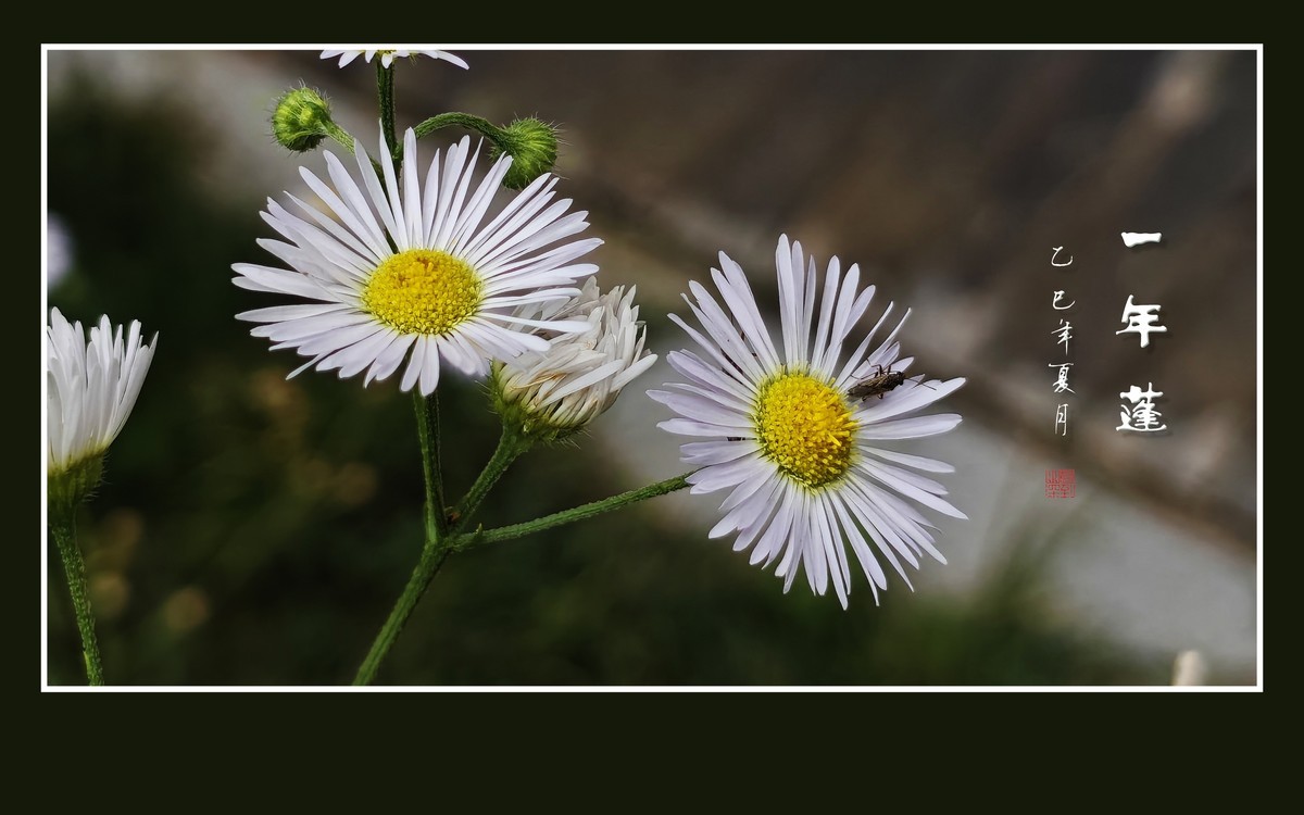 雪白的小野菊-一年蓬-中关村在线摄影论坛