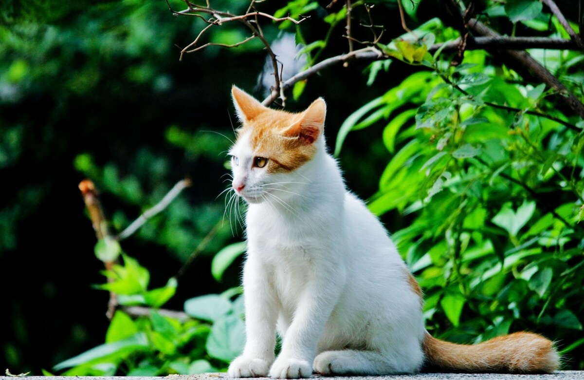 随拍——小野猫-中关村在线摄影论坛