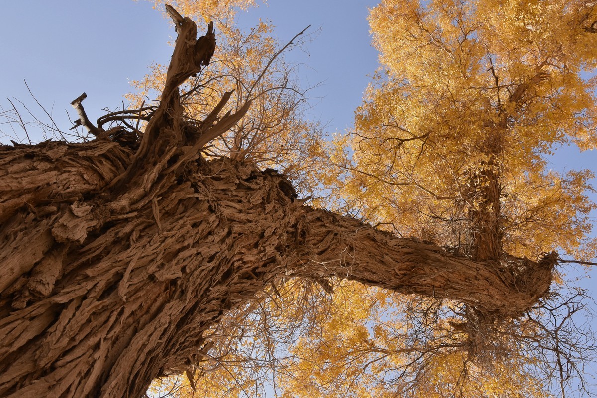 【高清图】塔里木风骨2.-中关村在线摄影论坛