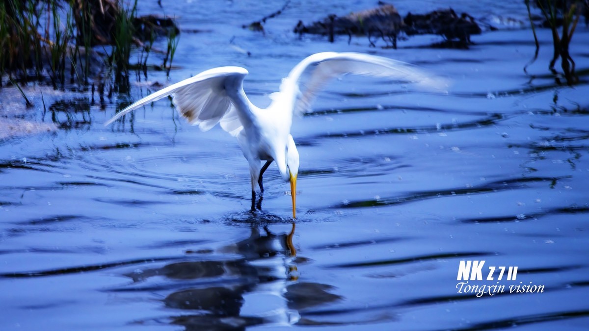 慢门拍鹭（1）-中关村在线摄影论坛