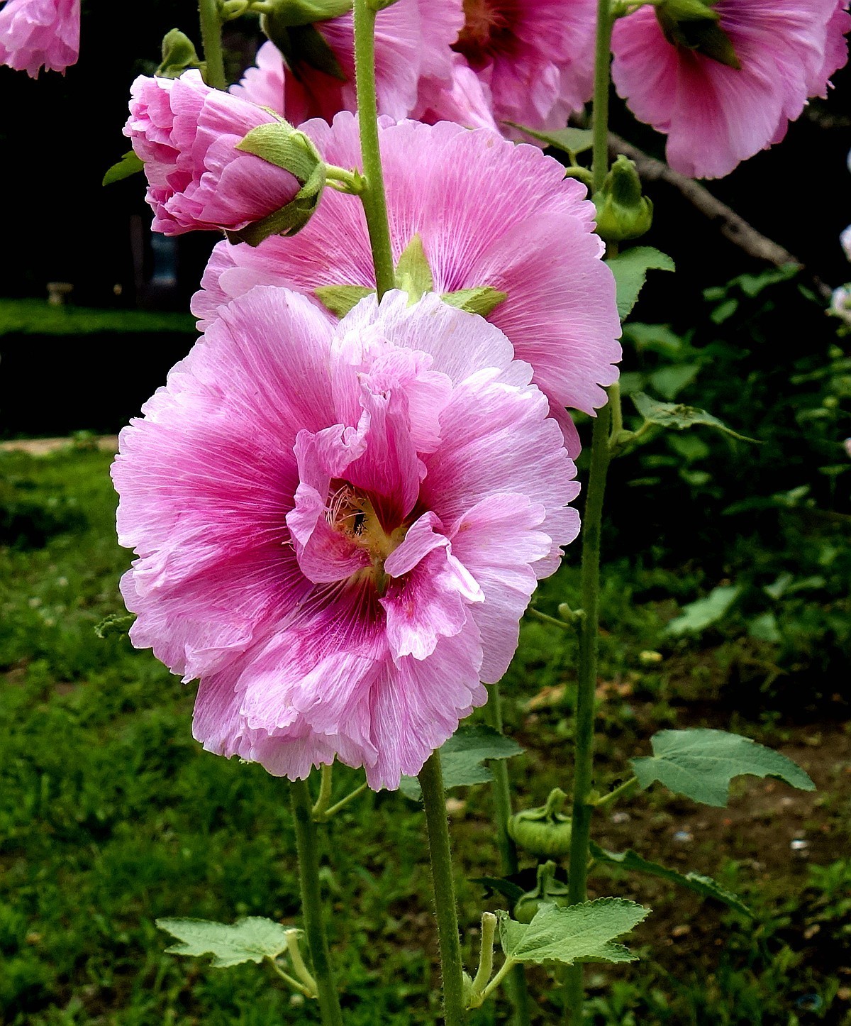 芍药花儿-中关村在线摄影论坛