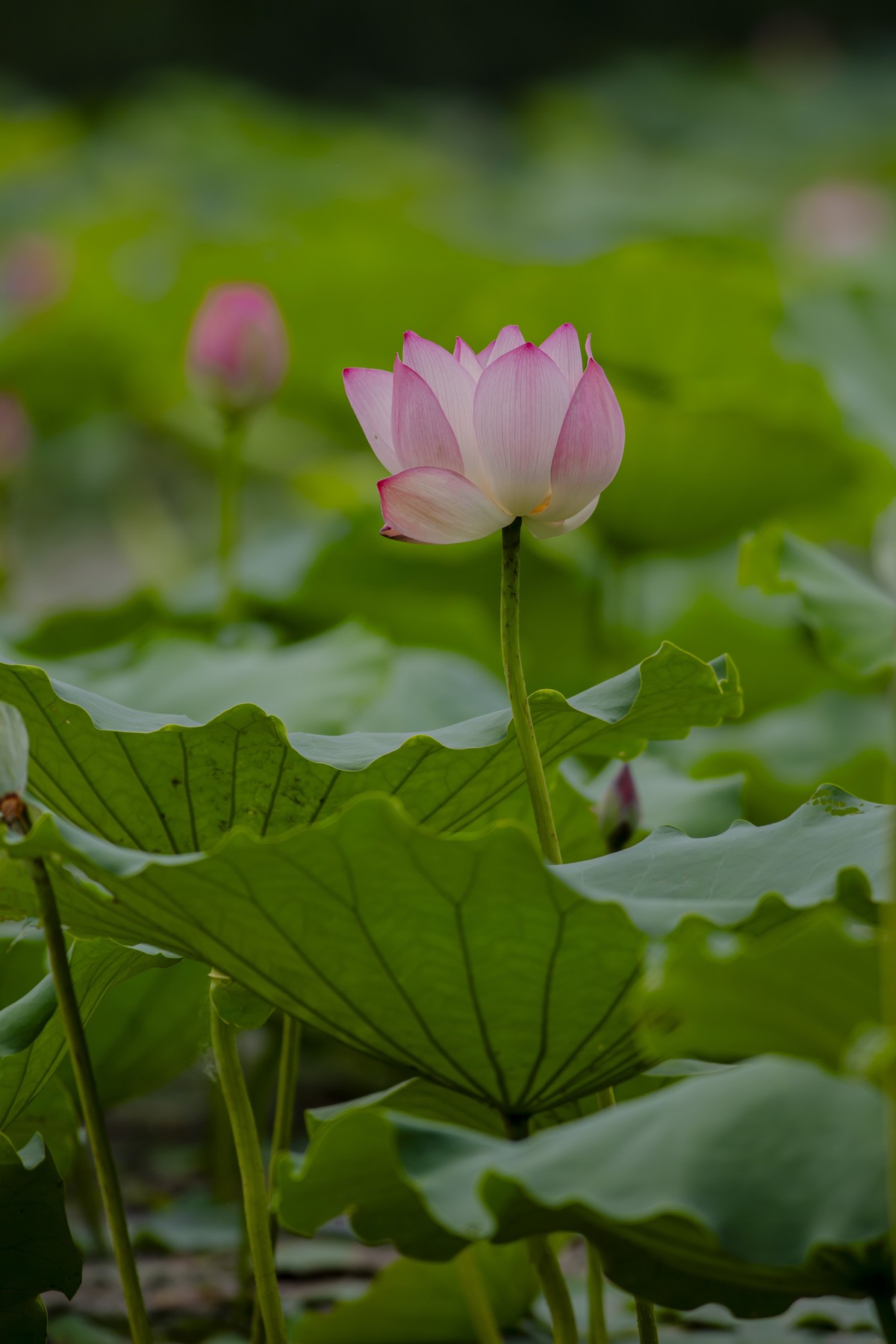 荷花-中关村在线摄影论坛