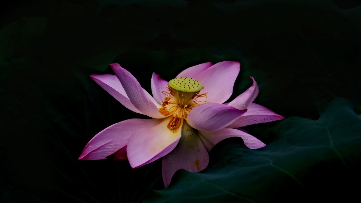 雨后夏荷-中关村在线摄影论坛