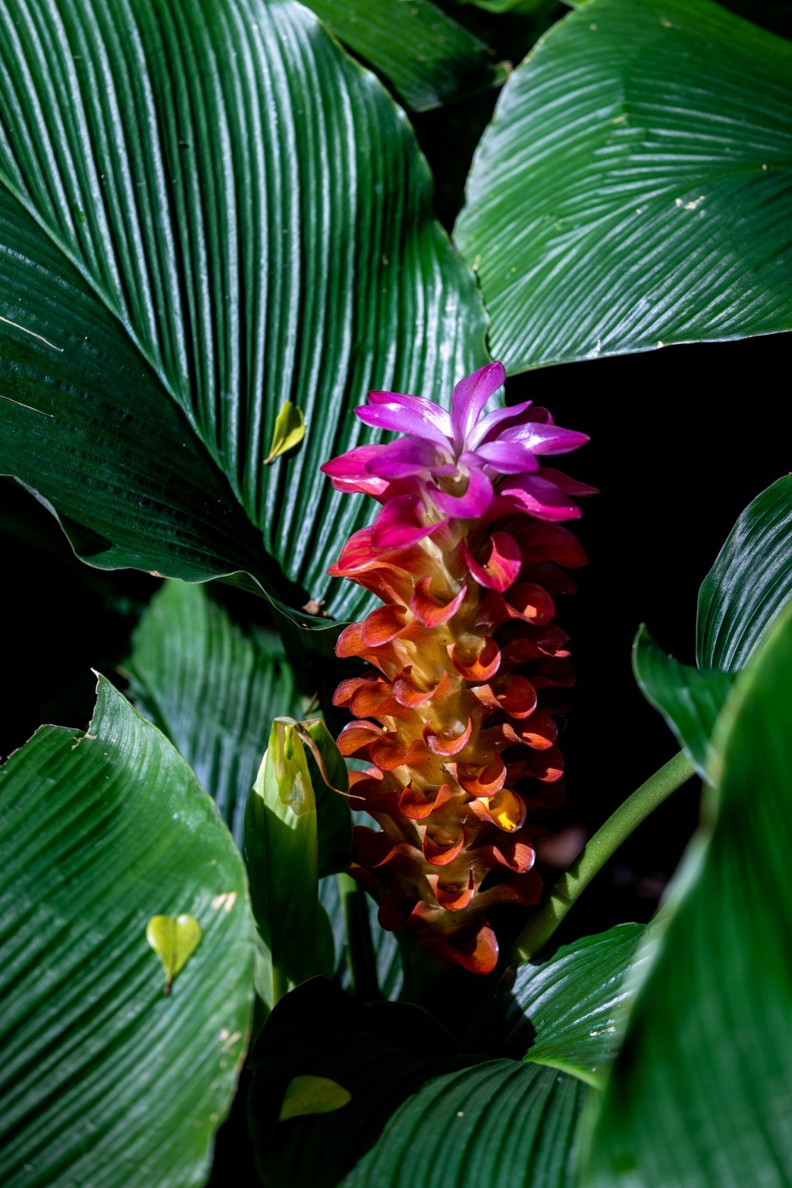 姜荷花展（7）-中关村在线摄影论坛