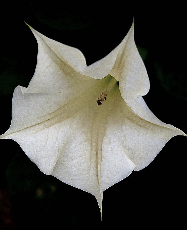 1059【不老松：二游海南纪实】临高长島兰湾漂亮的曼陀罗花！-中关村在线摄影论坛