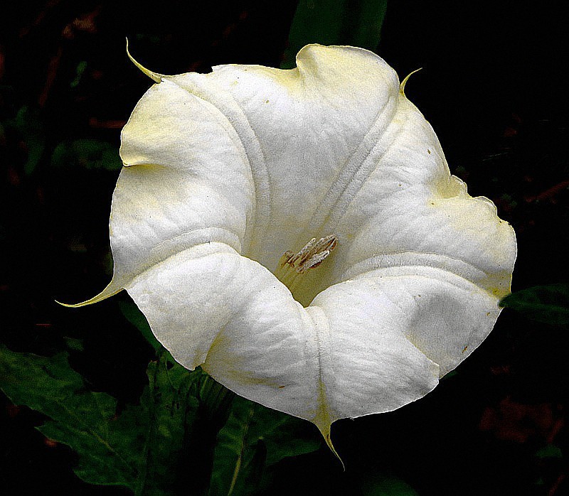 1059【不老松：二游海南纪实】临高长島兰湾漂亮的曼陀罗花！-中关村在线摄影论坛