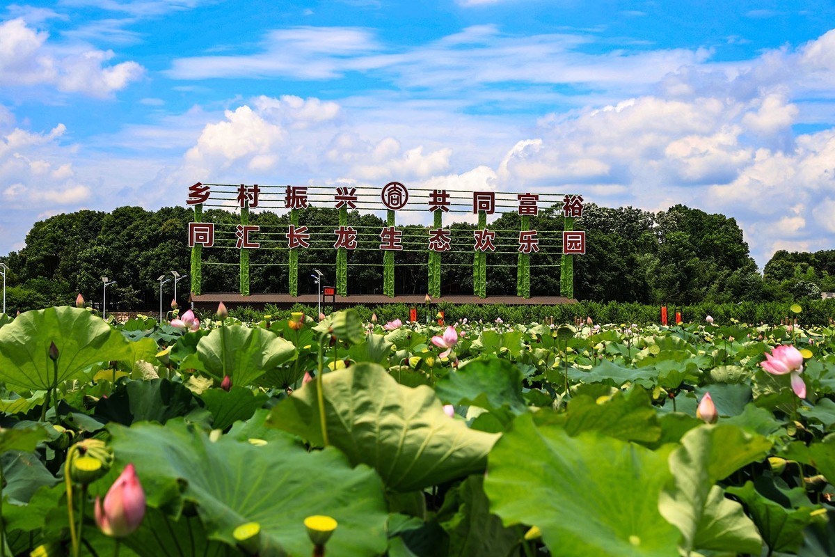 同汇长龙生态园荷花池--2-中关村在线摄影论坛