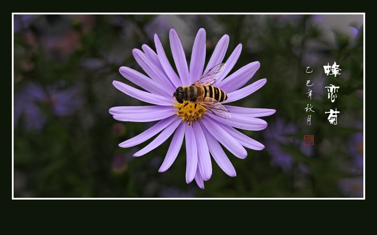 昂头傲霜菊，觅香蜂恋花-中关村在线摄影论坛