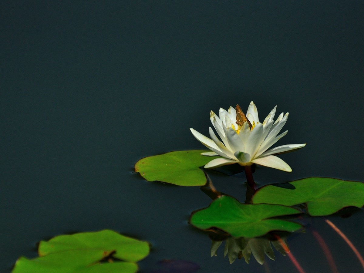 【高清图】【视觉光影】荷 莲 悦 色（31）-中关村在线摄影论坛