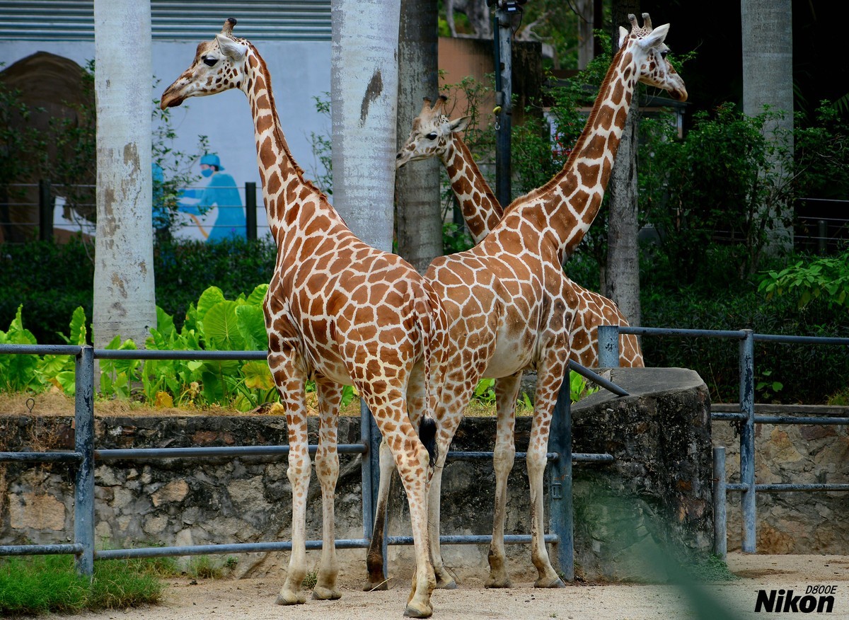 长颈鹿。-中关村在线摄影论坛