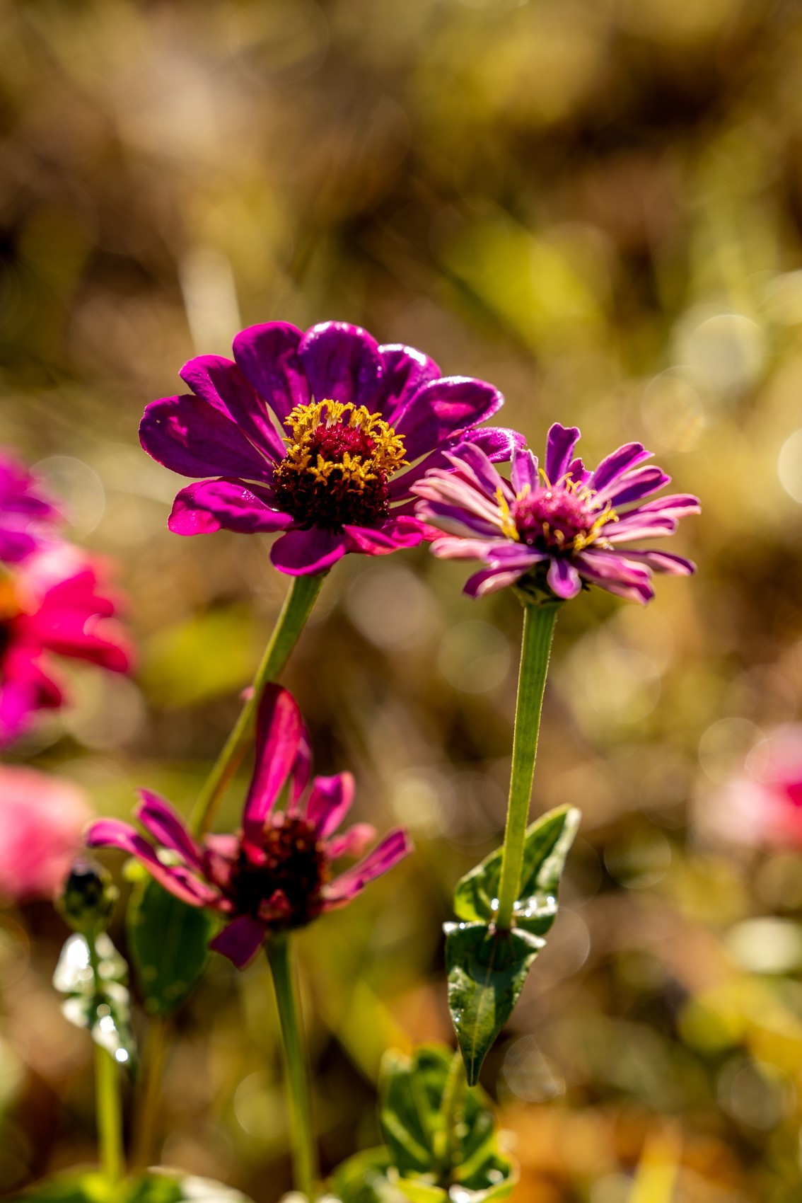 现代农业公园（1）-中关村在线摄影论坛