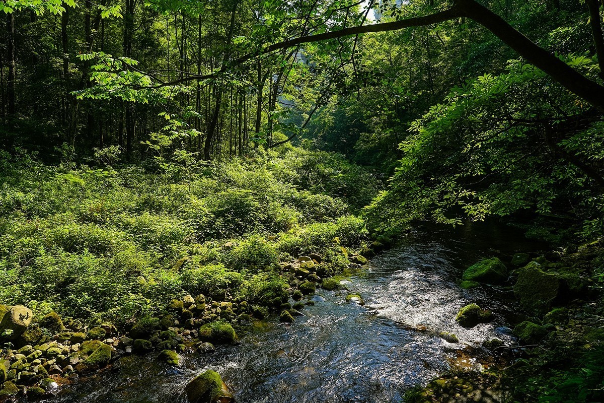 2025年第0466贴-这就是张家界的金鞭溪（0711）-中关村在线摄影论坛