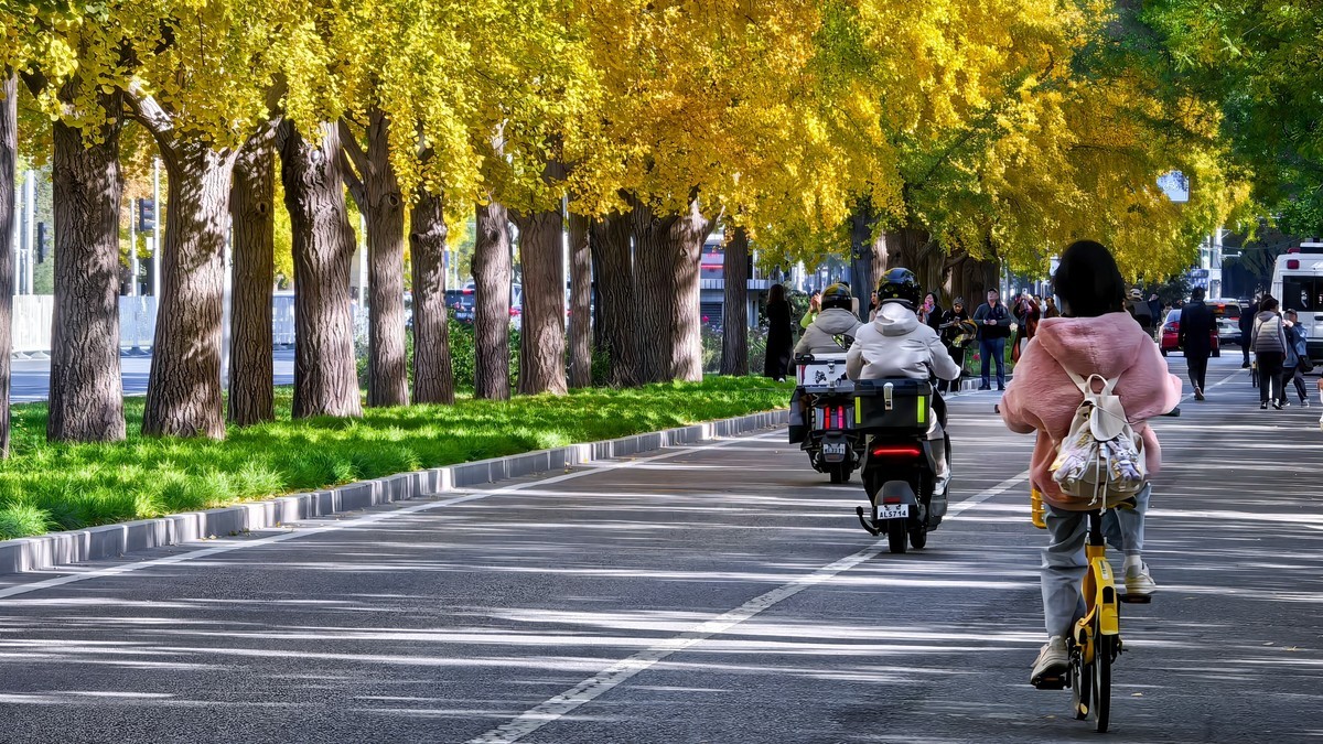 秋日随拍20251102 《2》-中关村在线摄影论坛