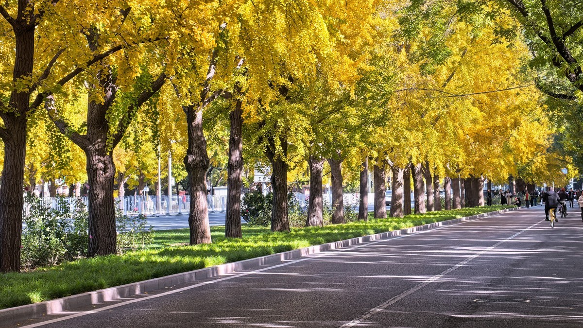 秋日随拍20251102 《2》-中关村在线摄影论坛