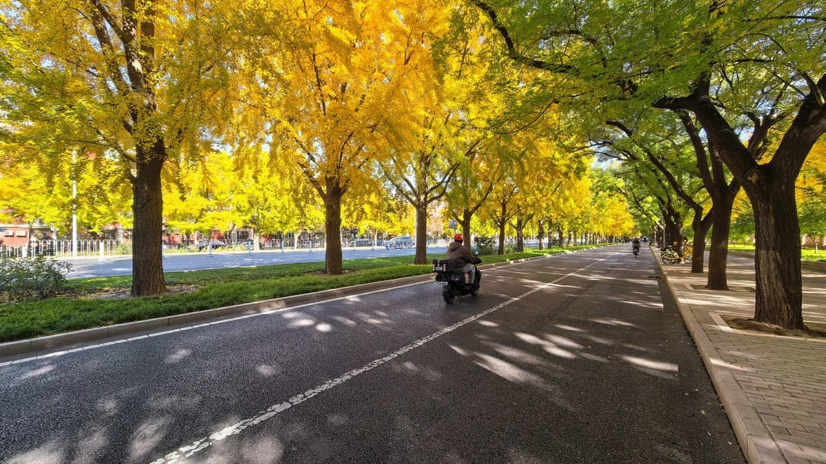 秋日随拍20251102 《2》-中关村在线摄影论坛