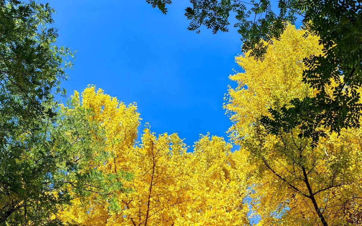 秋日随拍20251102 《2》-中关村在线摄影论坛