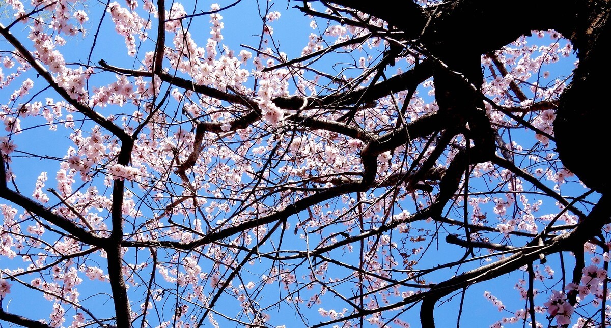花开蓝天-中关村在线摄影论坛