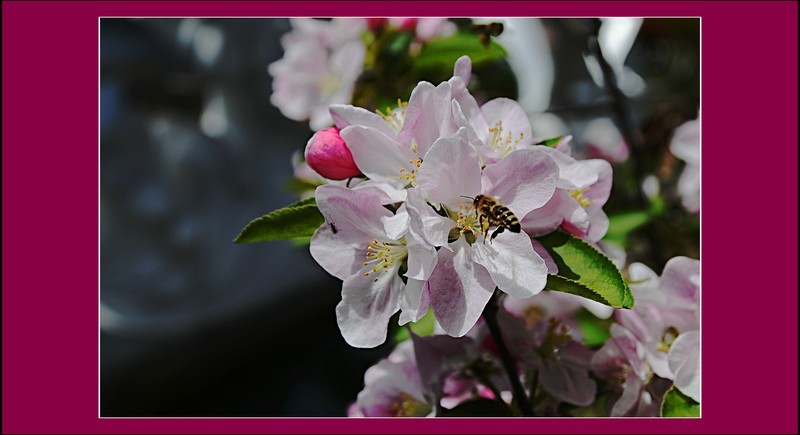 西府海棠(2019185)-中关村在线摄影论坛