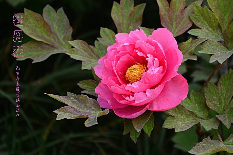 富贵牡丹（2019151） 第2页-中关村在线摄影论坛