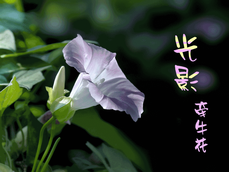 光影 . 牵牛花 第2页-中关村在线摄影论坛