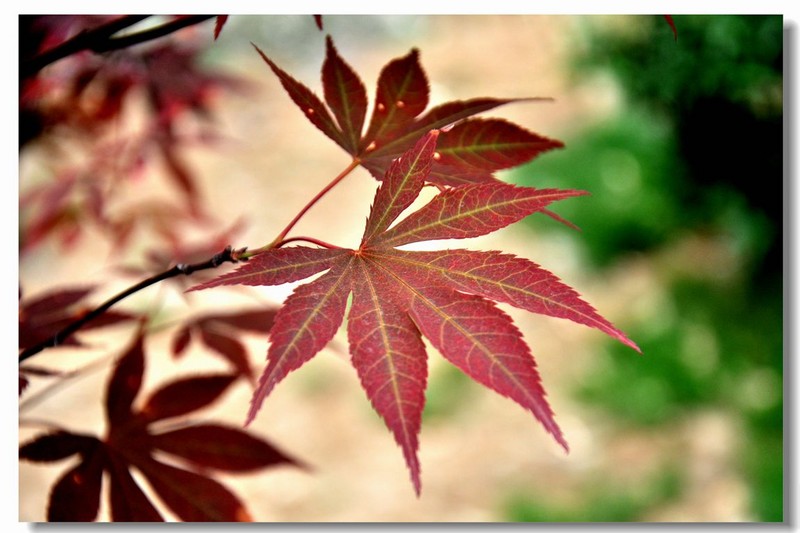 红枫叶-中关村在线摄影论坛