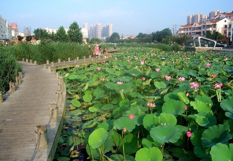 『C663盛夏的早晨』123...15P-中关村在线摄影论坛