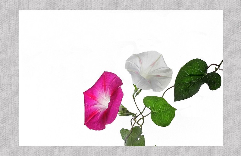 翩翩起舞...........牵牛花-中关村在线摄影论坛