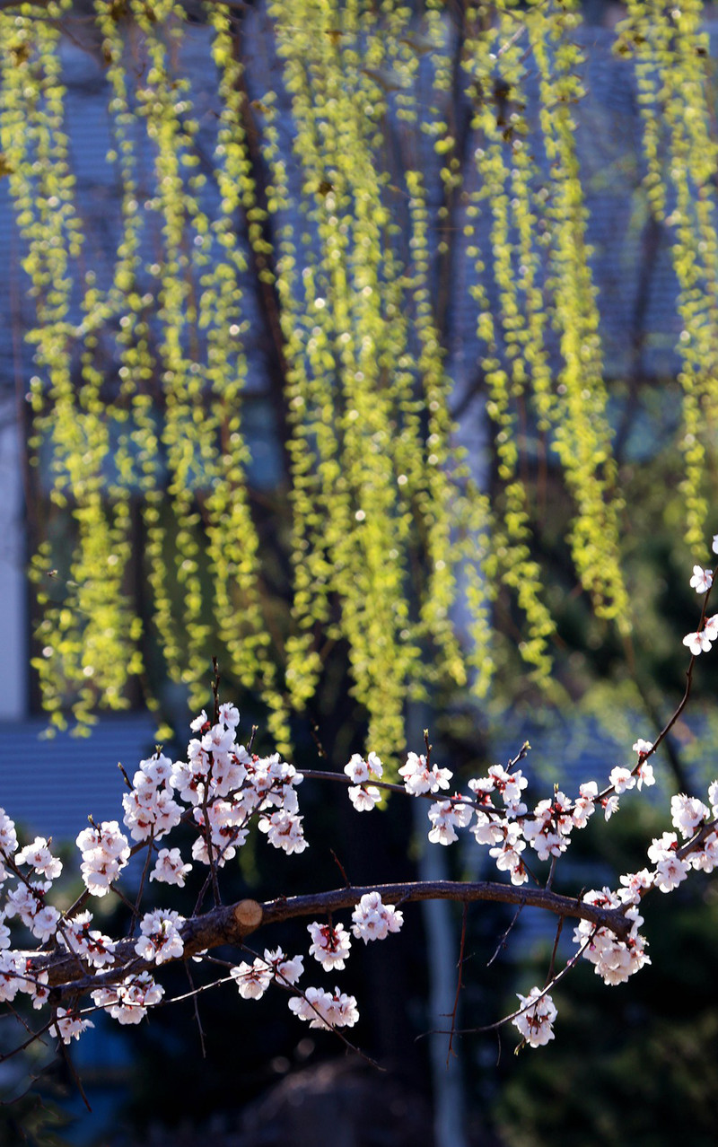 春风拂绿、柳翠花红-中关村在线摄影论坛