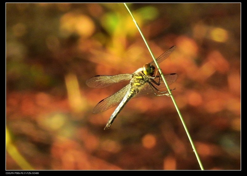 豆娘与清廷-中关村在线摄影论坛