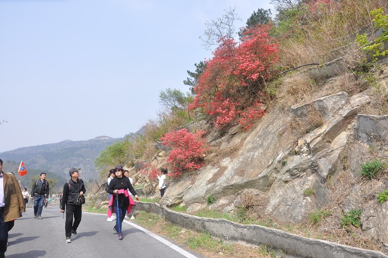 黄陂云雾山杜鹃花儿红-中关村在线摄影论坛
