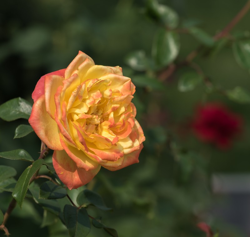 月季花-中关村在线摄影论坛