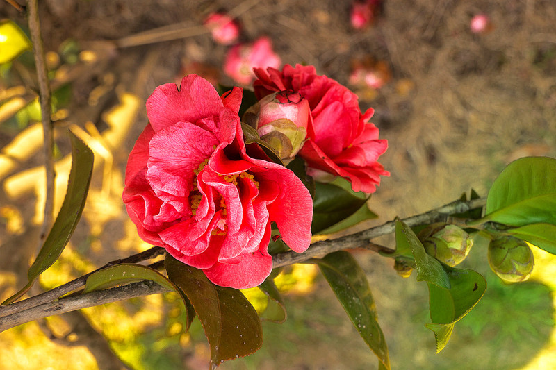 2015-02-06红山茶花(一)-中关村在线摄影论坛