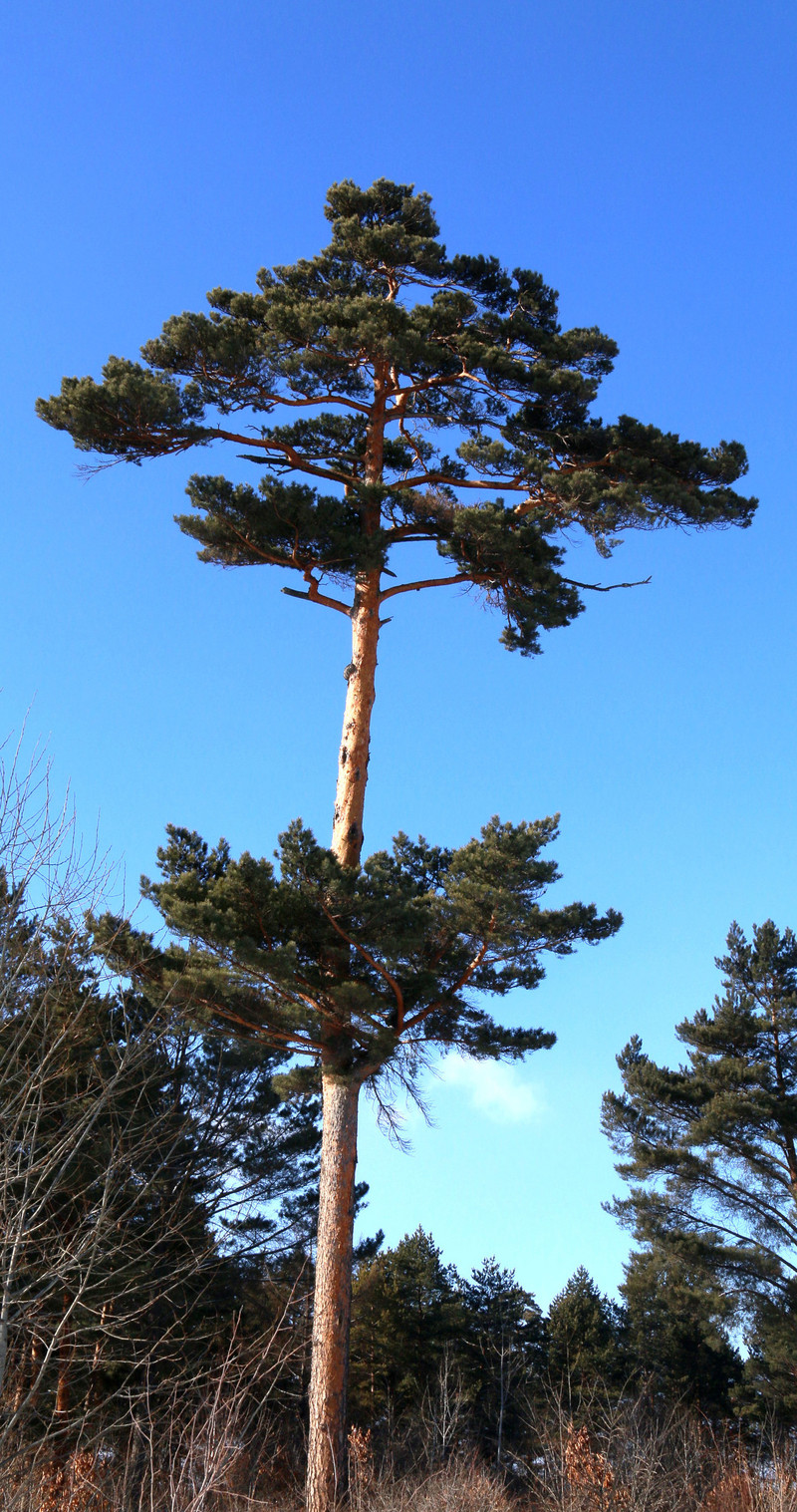 长白山下美人松-中关村在线摄影论坛