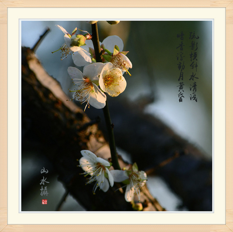 一剪梅(2)-中关村在线摄影论坛