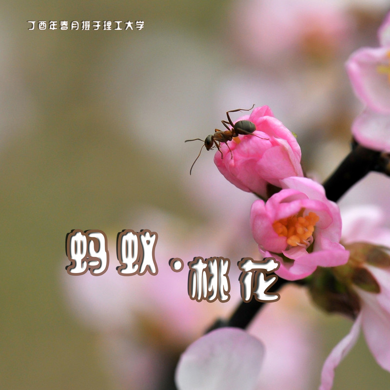 蚂蚁.桃花-中关村在线摄影论坛