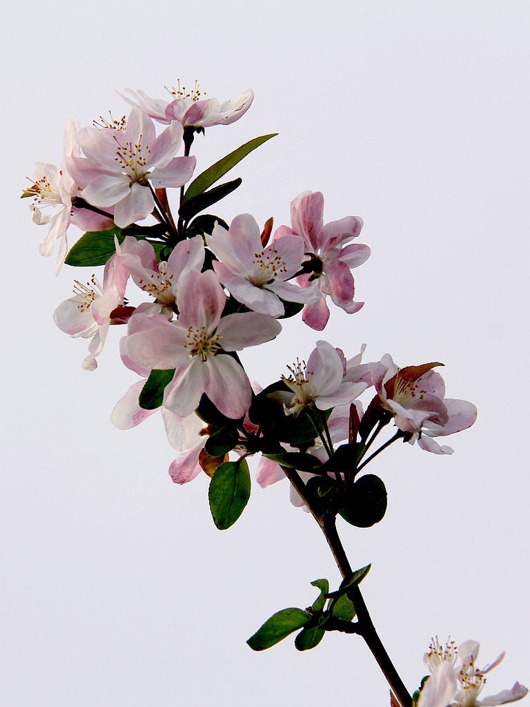 180614-西府海棠花-2-中关村在线摄影论坛