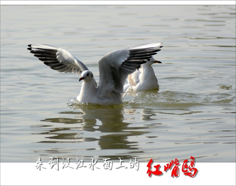 回到汉中的红嘴鸥（2019270）-中关村在线摄影论坛