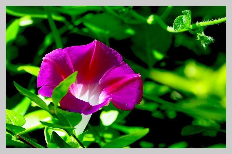 牵牛花-中关村在线摄影论坛