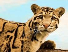 2.bb6688.ws输改赢,成功率百分百热线13265686941-中关村在线摄影论坛