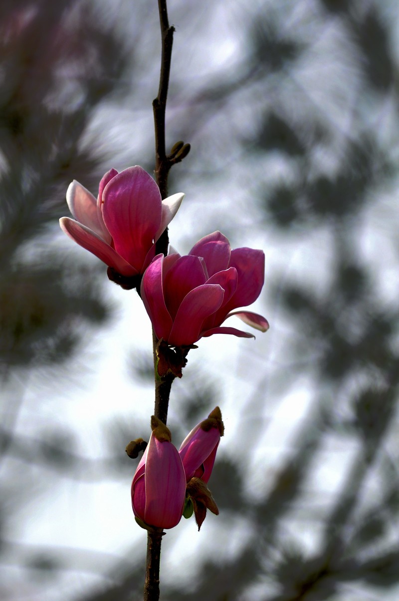 花JLFJBLFJB;K;LKNL;N;GKN;LKM;,LJL,;J'M;JML;;HLN'HL'H;M;HGLM'HL-中关村在线摄影论坛