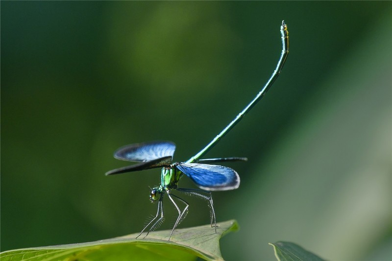 美丽的豆娘-中关村在线摄影论坛