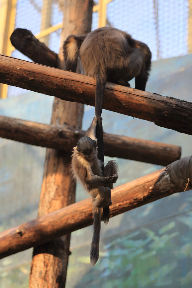 妈妈的长尾巴 孩子的好玩具-中关村在线摄影论坛