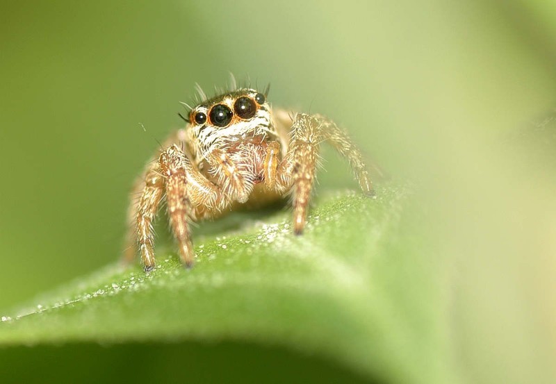 小小跳珠-中关村在线摄影论坛