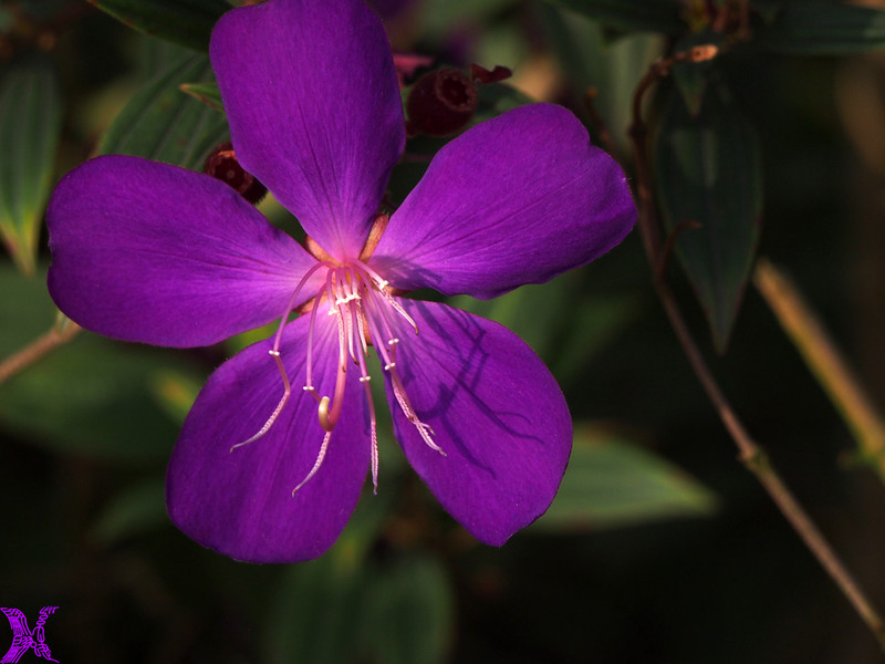 巴西野牡丹 第3页-中关村在线摄影论坛