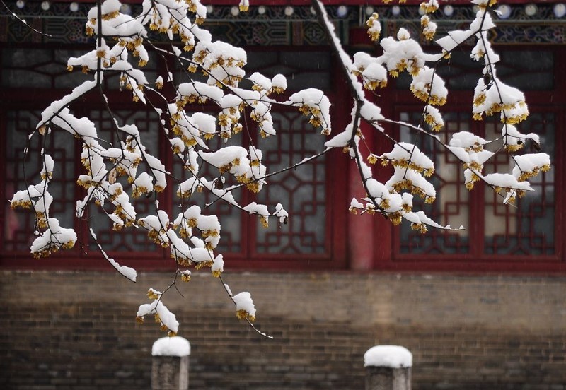 飞雪迎春到-中关村在线摄影论坛