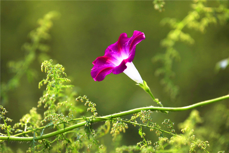 牵牛花3. 第15页-中关村在线摄影论坛