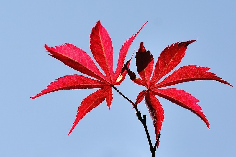 红枫叶-中关村在线摄影论坛
