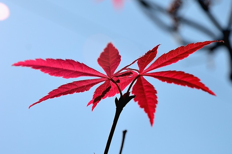 初秋的红枫叶-中关村在线摄影论坛